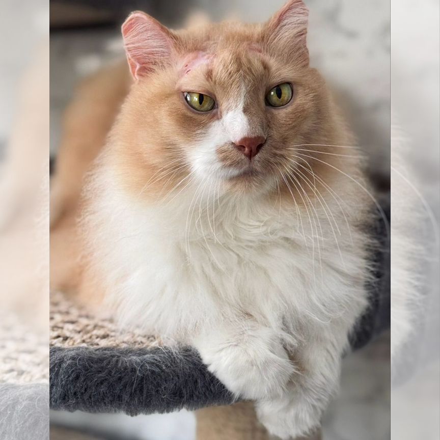 Взрослый кот в добрые руки