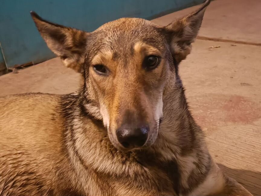 Матильда ищет дом, или передержку