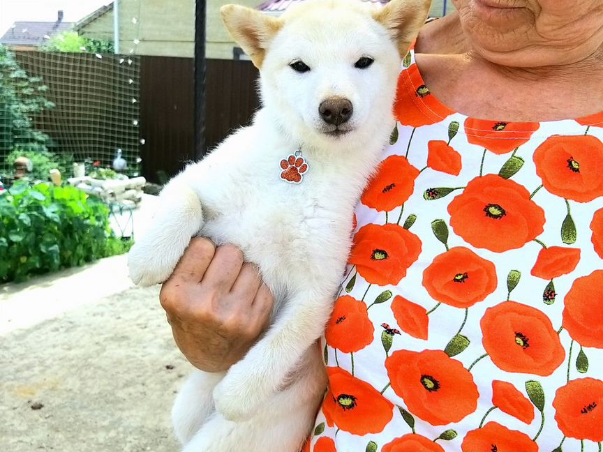 Щенок сиба шиба ину девочка