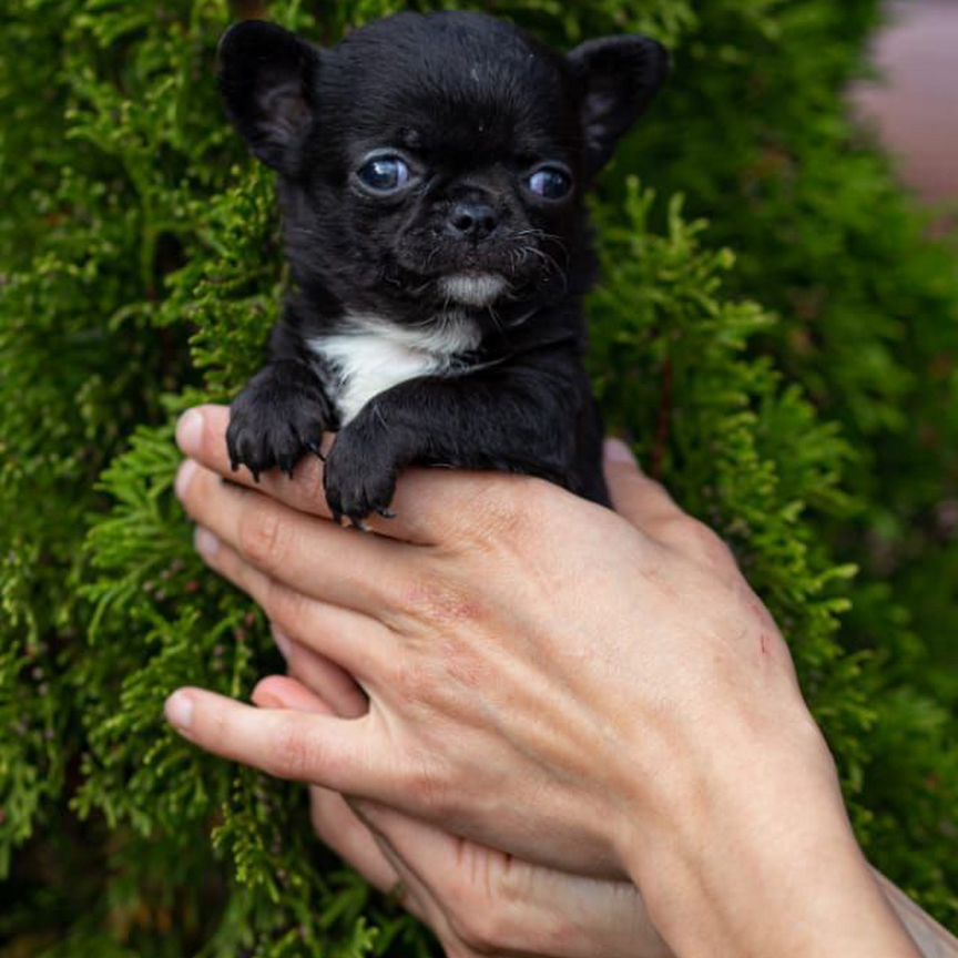 Чихуахуа щенок