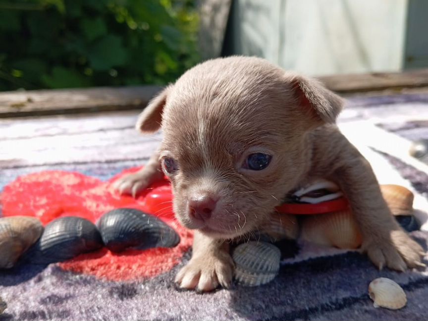 Мини и микро мальчики