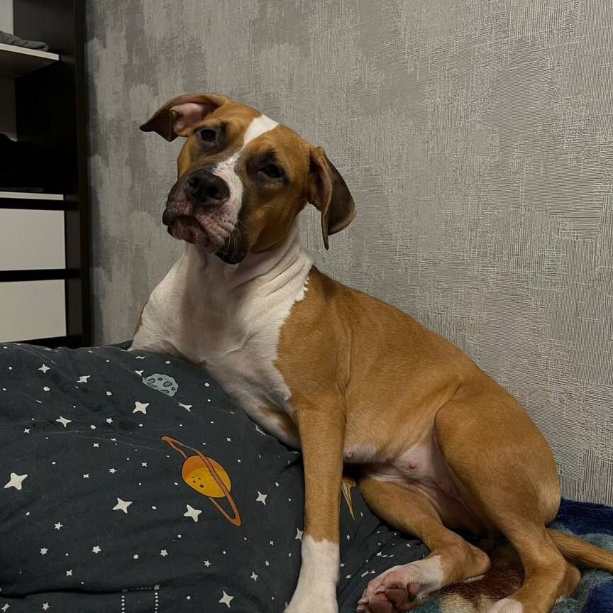 Американский стаффордширский терьер, щенок