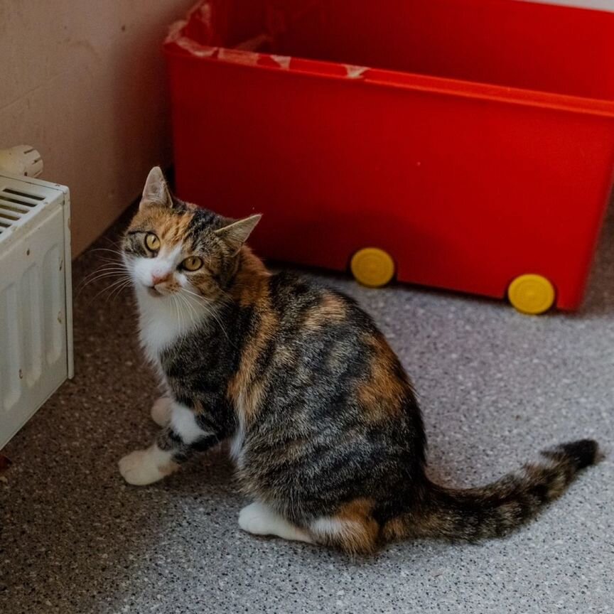 Красивенская кошка очень