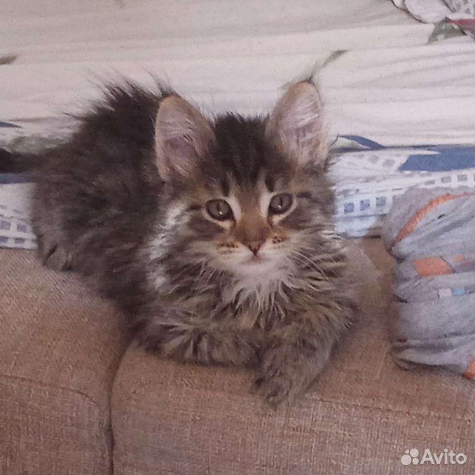 Кошки мэйкун