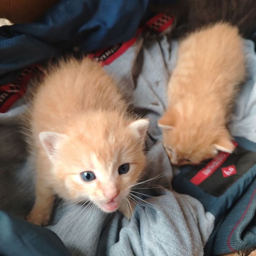 Котята в добрые руки