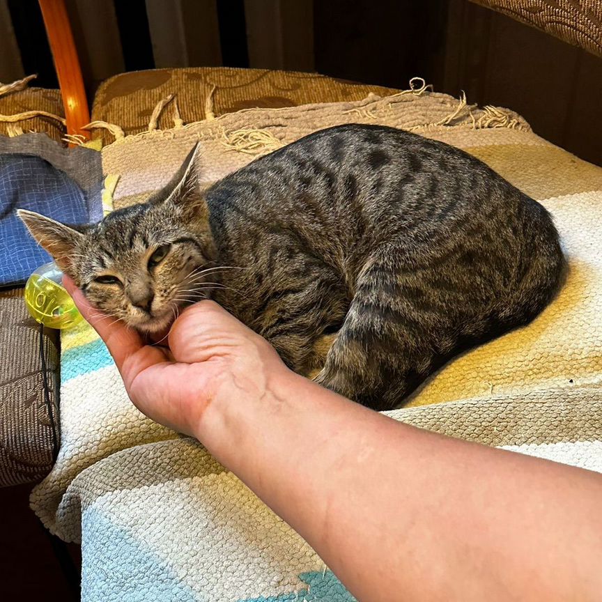 Котенок прибился на даче, нужен дом