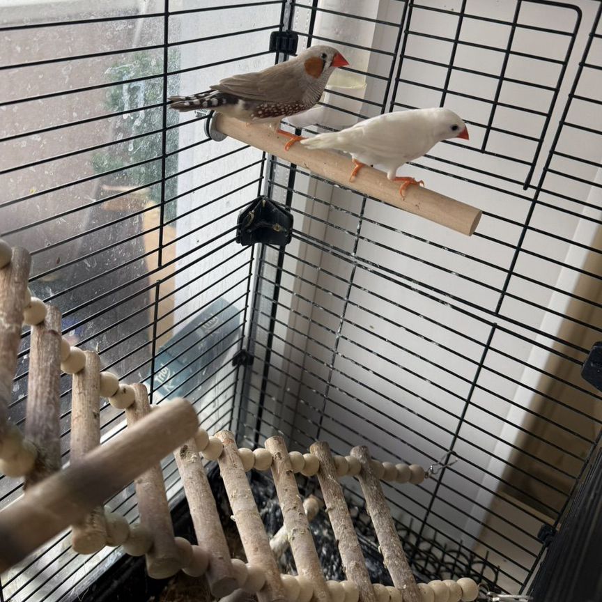 Амадины с клеткой