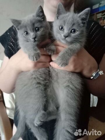 Шотландские котята