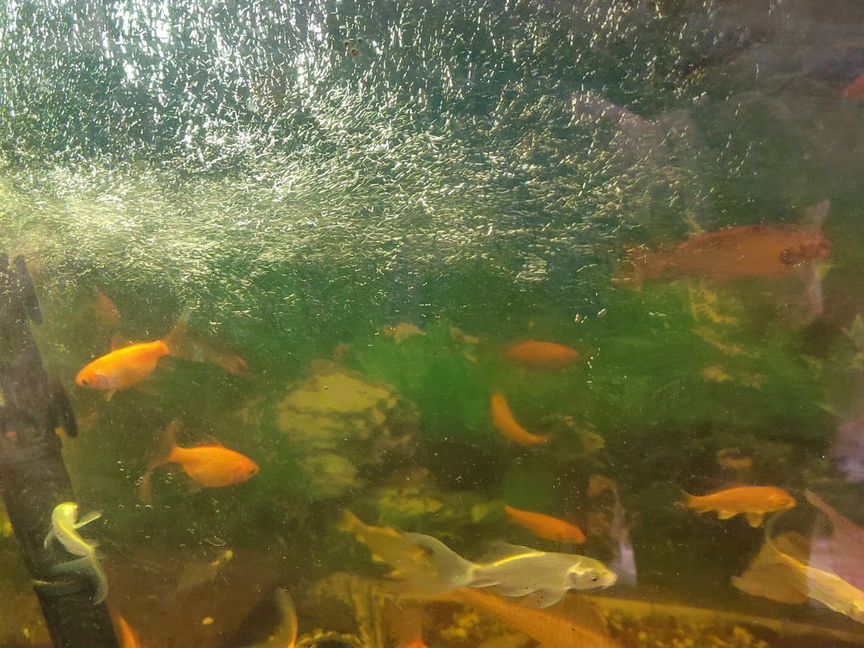 Рыбки для пруда и аквариума мальки