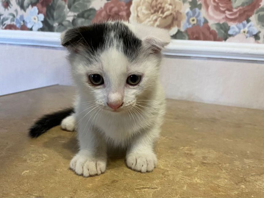 Вислоухий котенок
