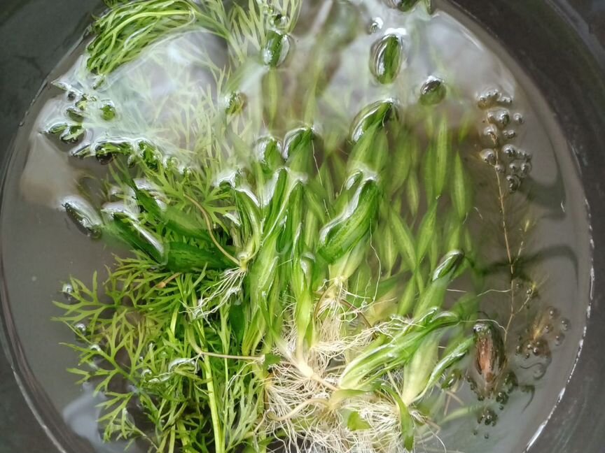 Аквариумная прополка