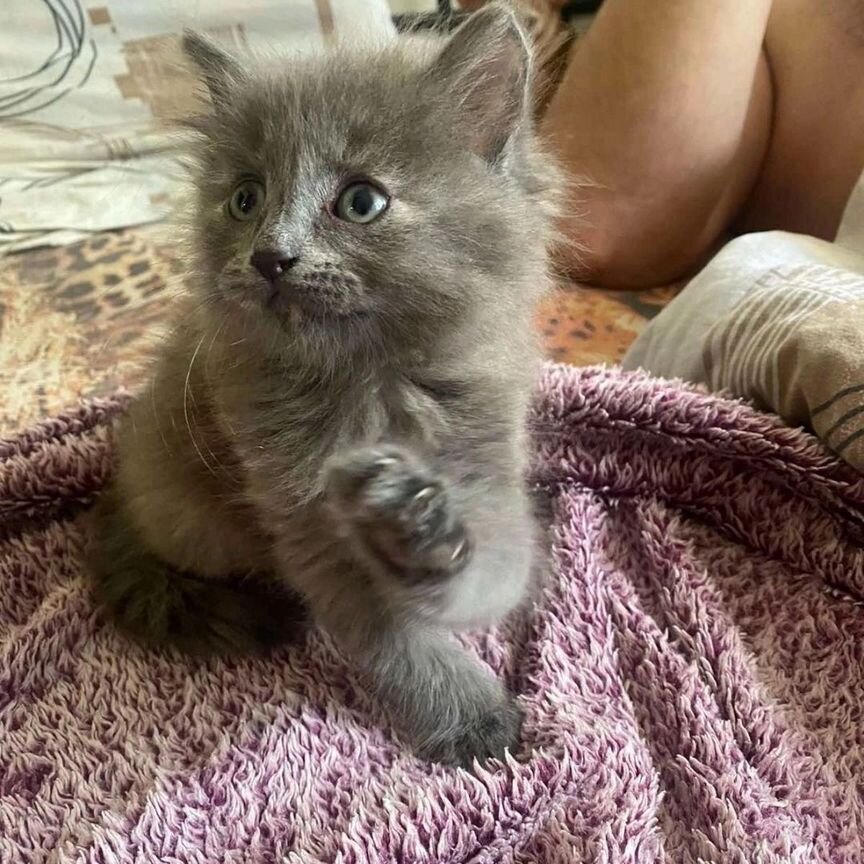 Красивые котодевчушки ищут дом