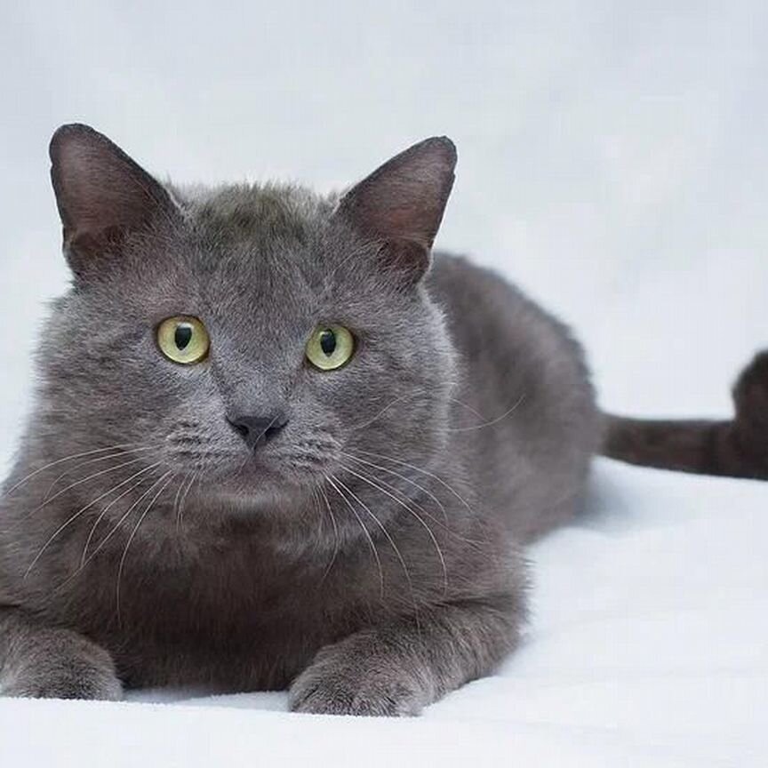 Серый зеленоглазый кот Лаврик