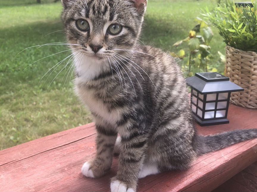 Тигровый табби.Отдам котенка в добрые руки