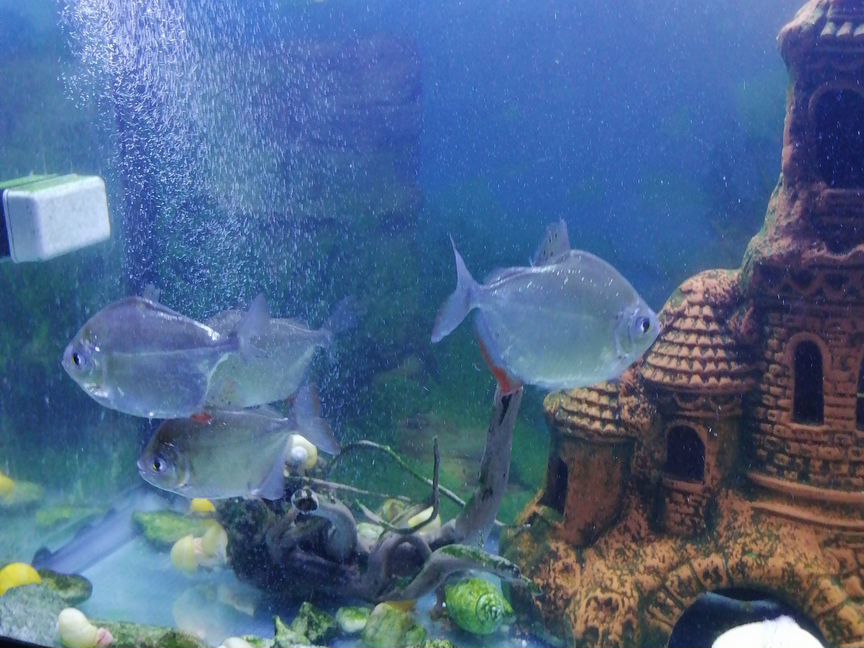 Метиносы (миролюбивые пираньи, монетки)