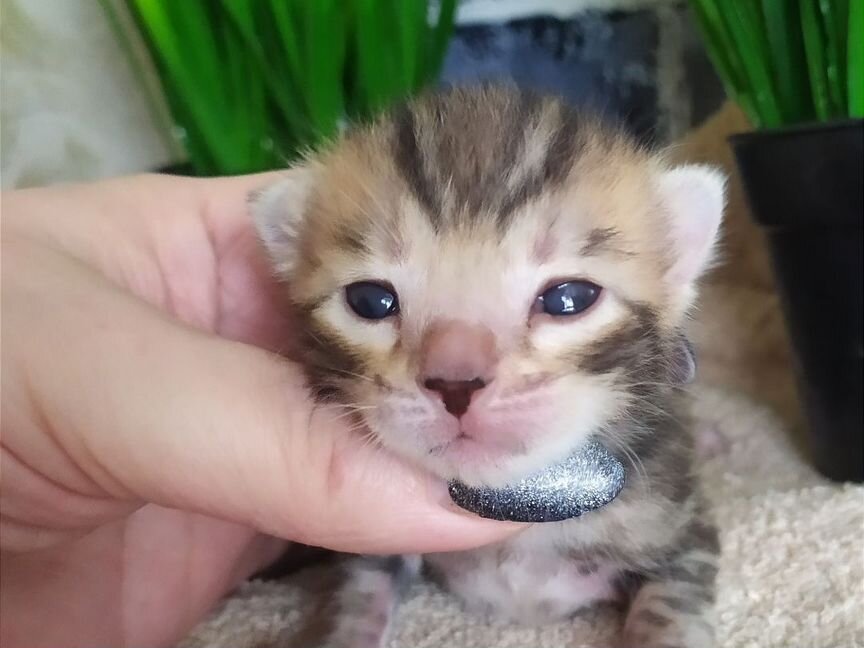 Бенгальские котята