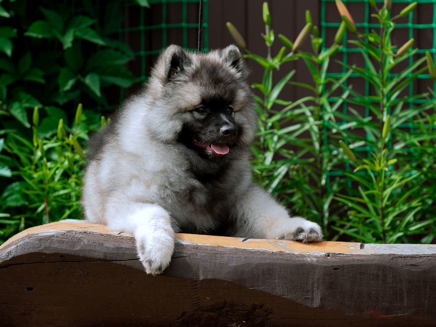 Щенки Вольфшпиц ищут любящих родителей