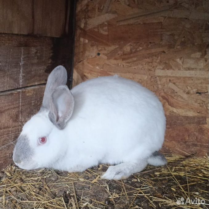 Кролики великаны