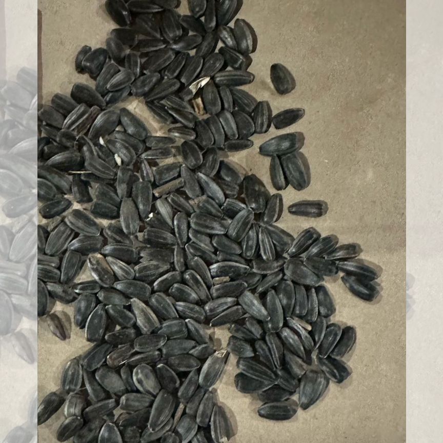 Калиброванная семечка