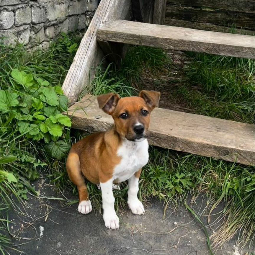 Американский стаффордширский терьер