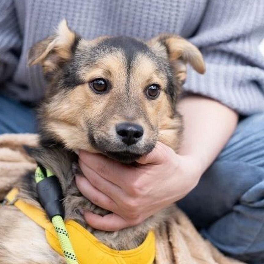 Щенок в добрые руки