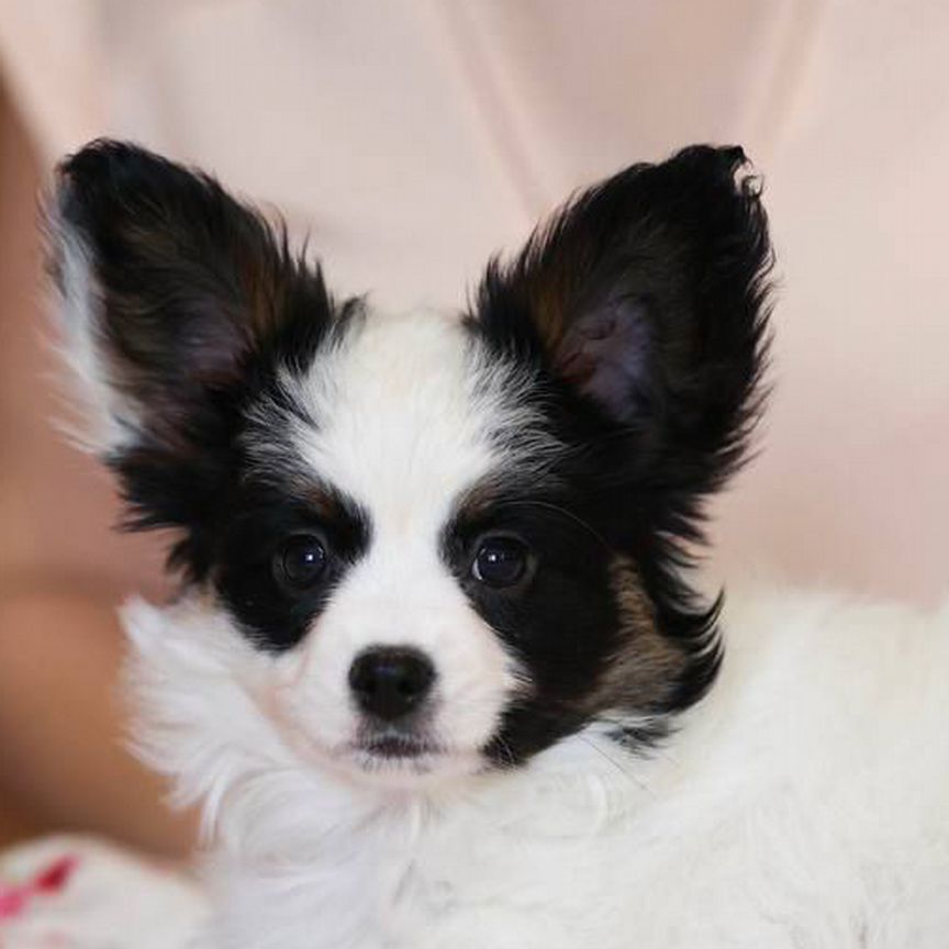 Континентальный той-спаниель папильон, щенок