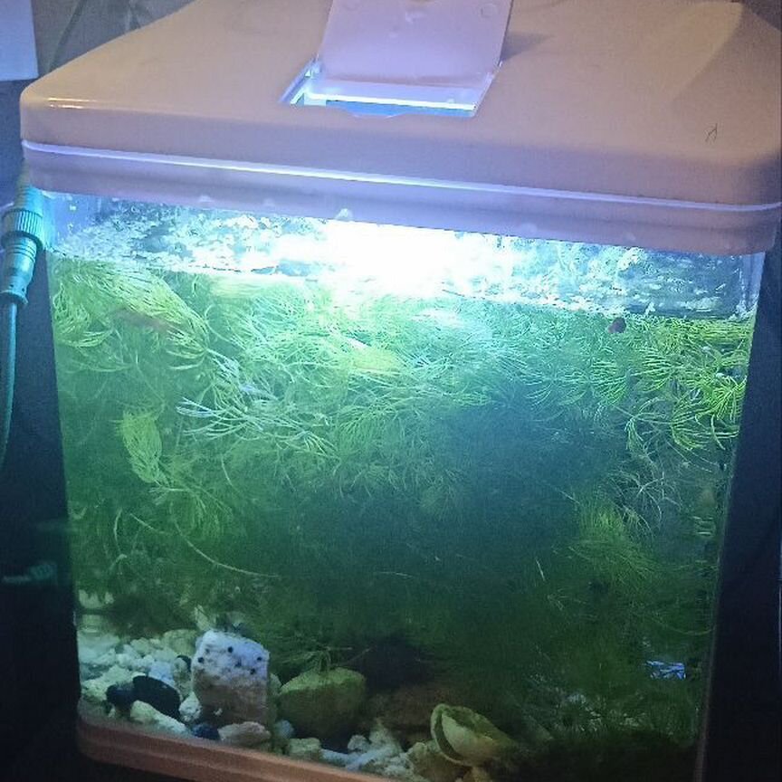 Роголистник на обмен