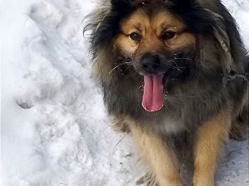 Собака в добрые руки отдам бесплатно. Охрана