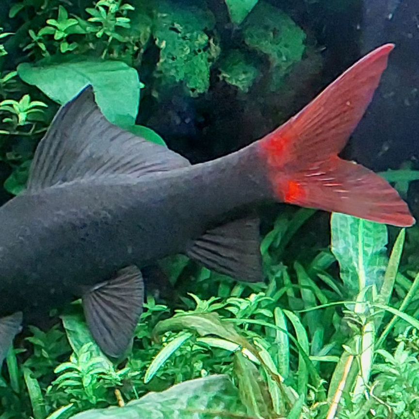 Аквариума рыбка Лабео двухцветный