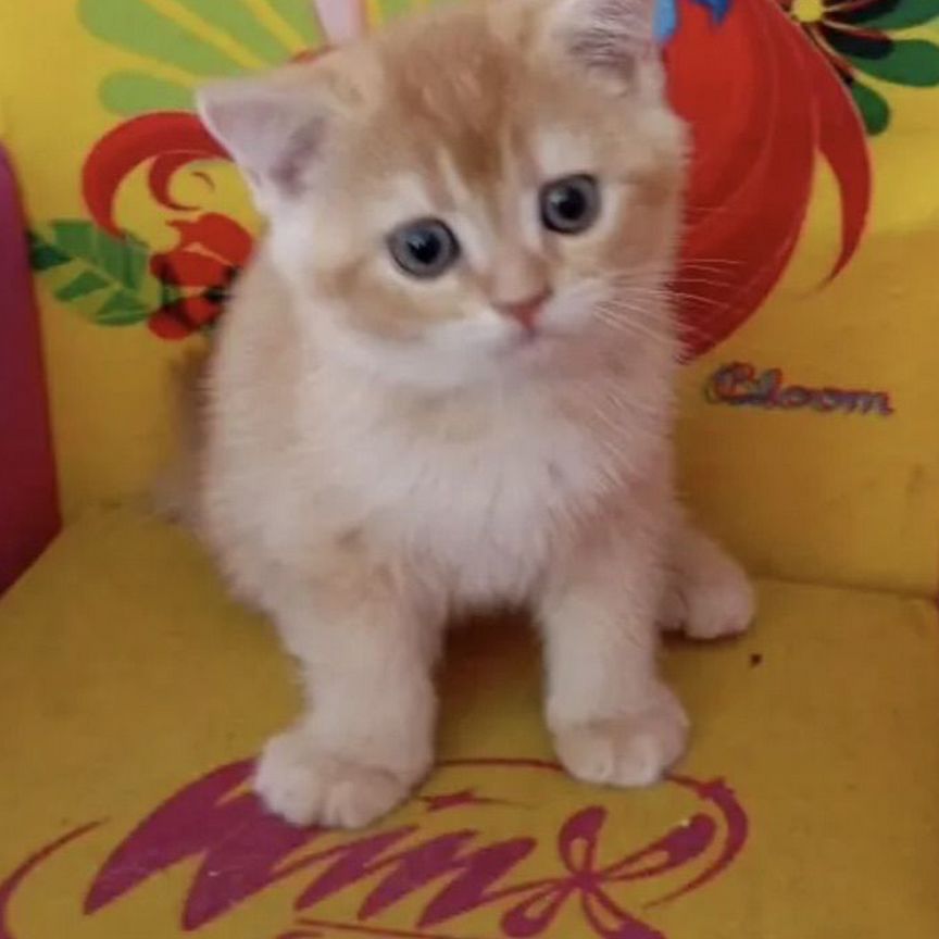 Шотландский прямоухий короткошёрстный котёнок