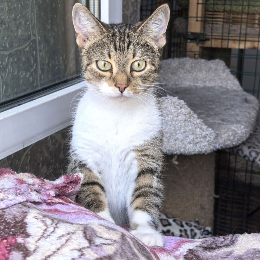 Взрослая кошка в добрые руки