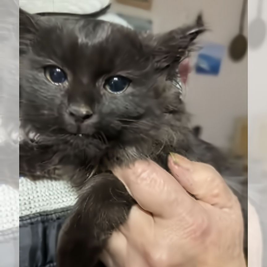 Котёнок в добрые руки