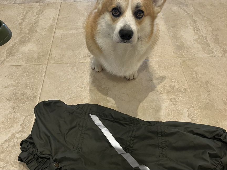 Костюм для собаки корги пемброк