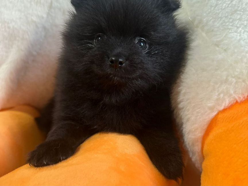 Щенки померанского шпица