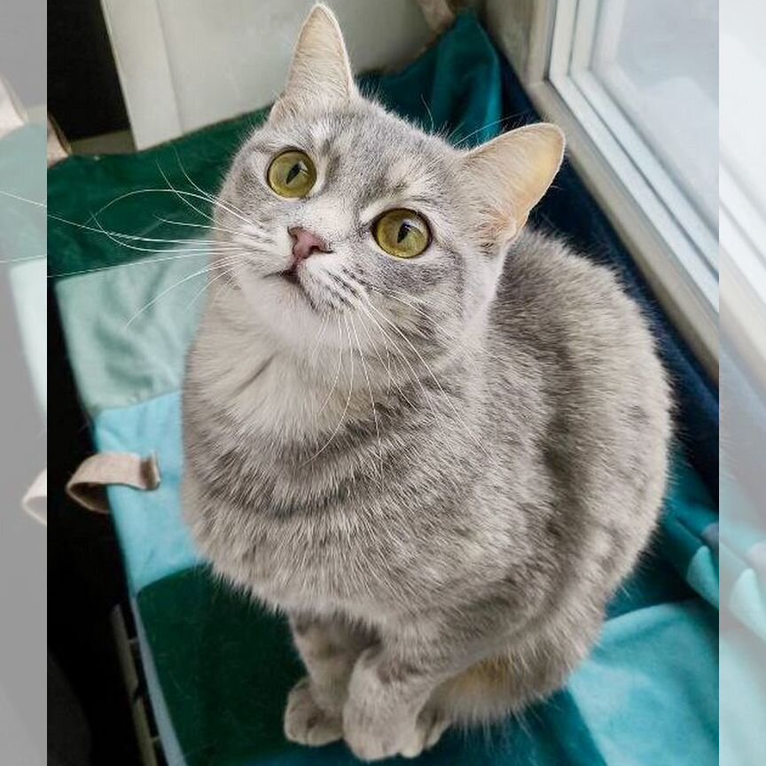 Взрослая, Девочка кошка в добрые руки