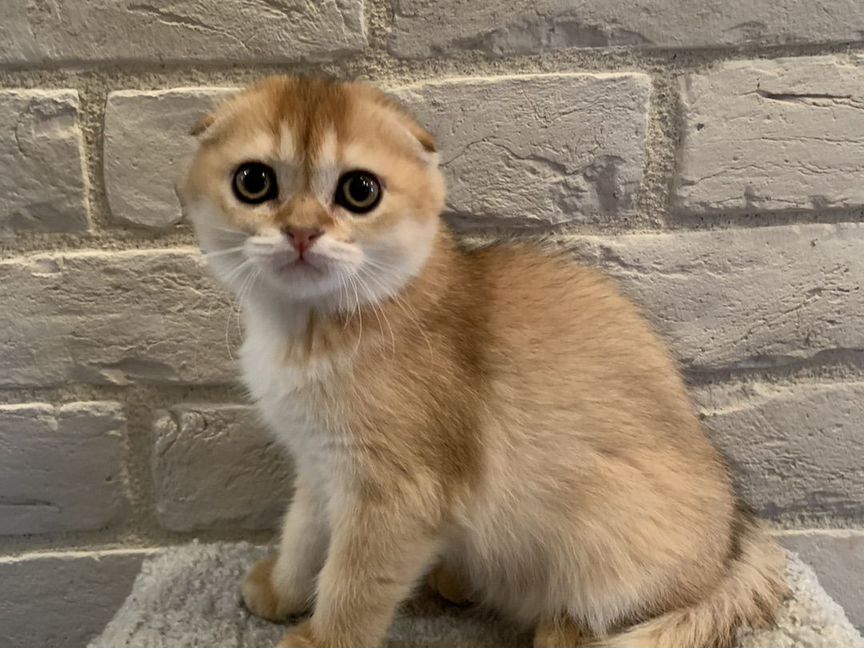 Шотладские котята