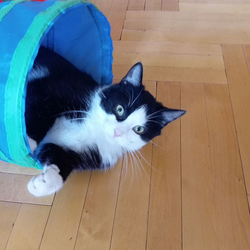 Котенок