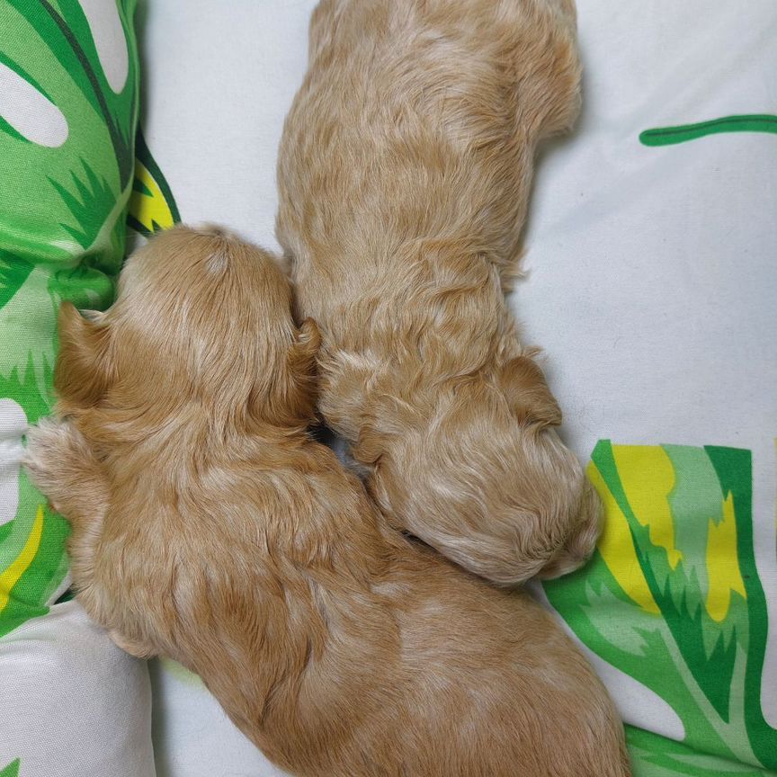 Золотые мальтипу ф1