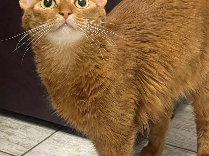 Сомалийская кошка