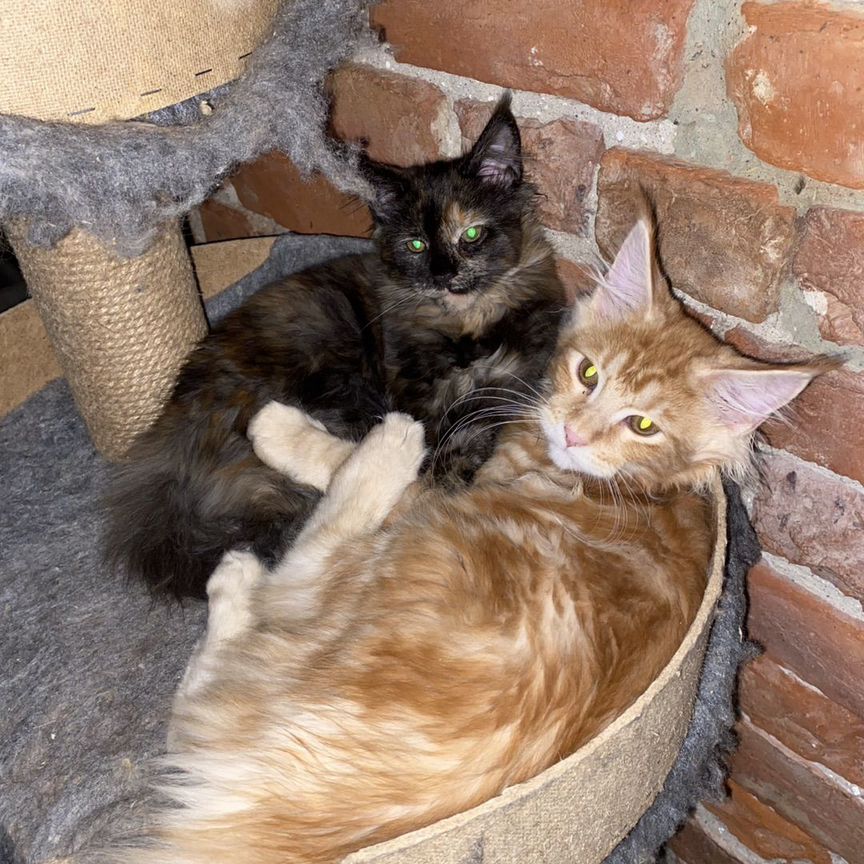 Котята мейн-кун