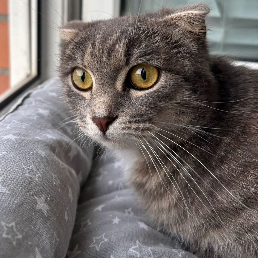 Котики бесплатно