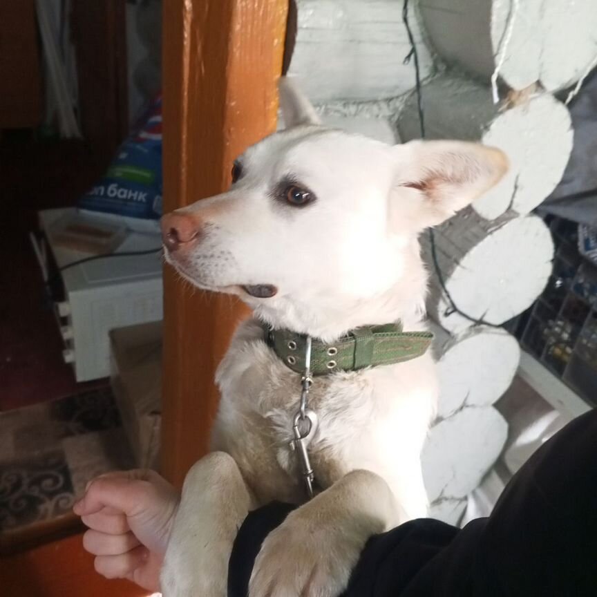 Собака в добрые руки