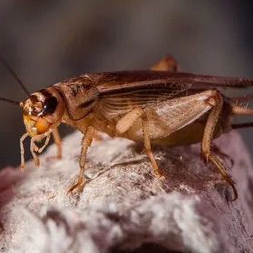 Сверчки кормовые