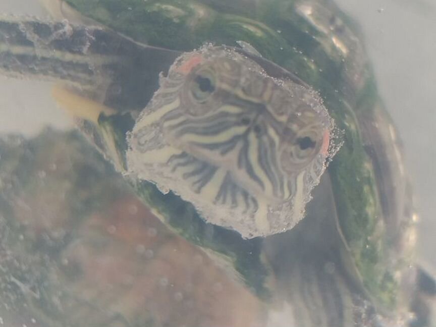 Черепашка красноухая