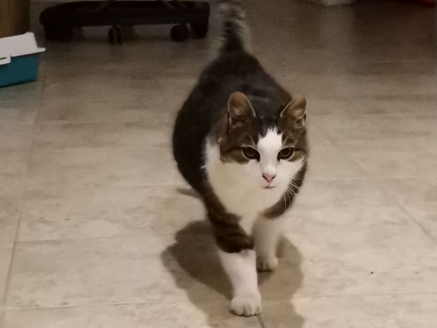 Кошка