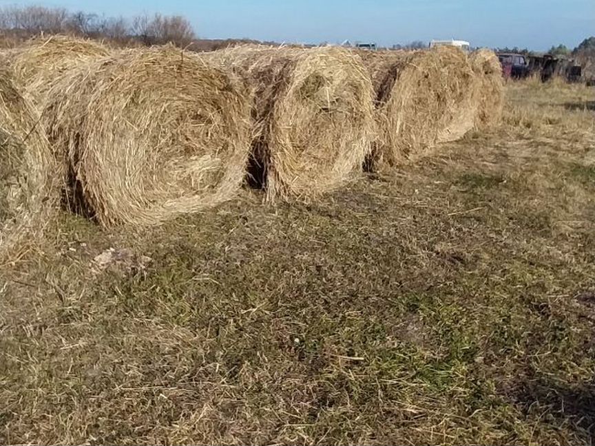 Продам сено в рулонах