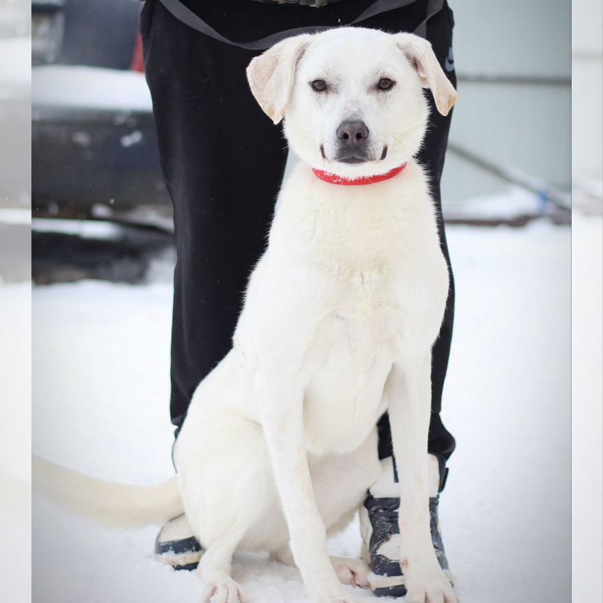 Лабрадор-ретривер, взрослая собака