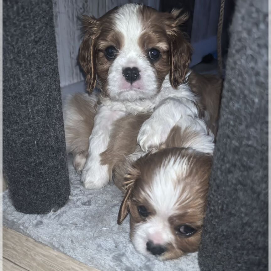 Кавалер кинг-чарльз-спаниель, щенок