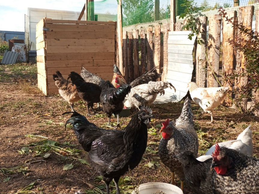 Петушки ухейилюй, лакеданзи, легбар