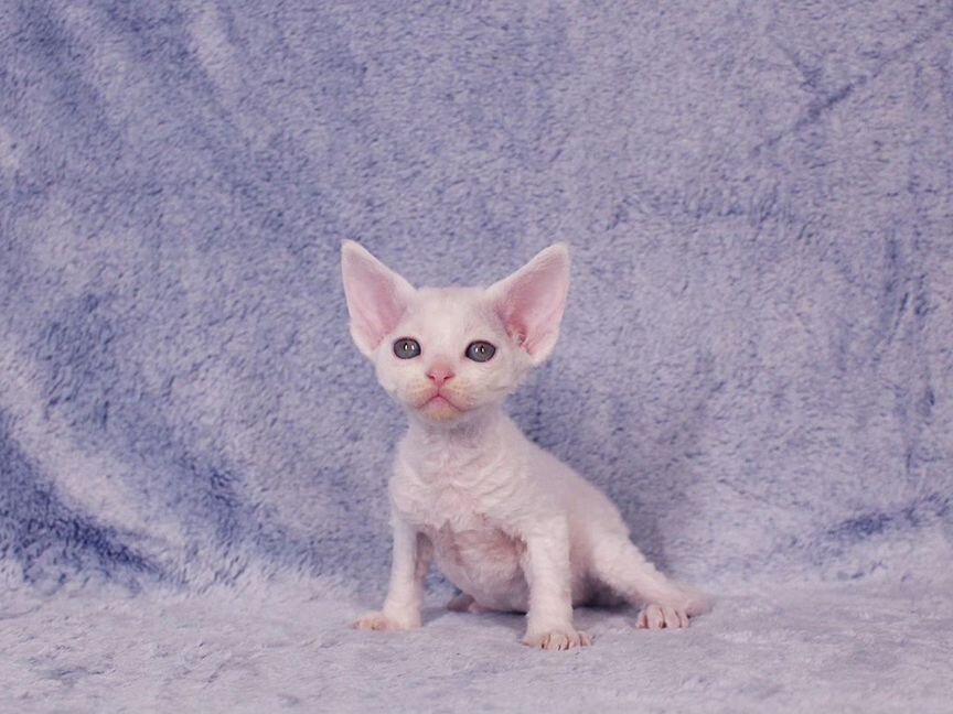 Котята девон-рекс с документами